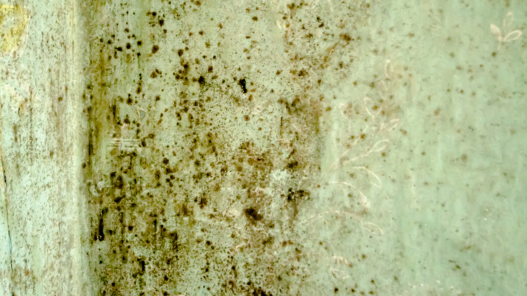 When Should You Consider Mold Testing? Key Warning Signs – BBB Living